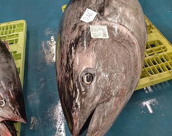 Un atún gigante de 316 kilos, descargado en Pasaia | El Diario Vasco